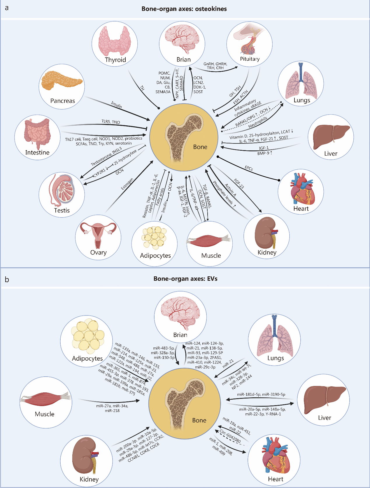 Mil Med Res (IF 21.1)：苏佳灿教授联合张英泽院士：揭秘骨-器官轴交互影响-上海大学转化医学研究院