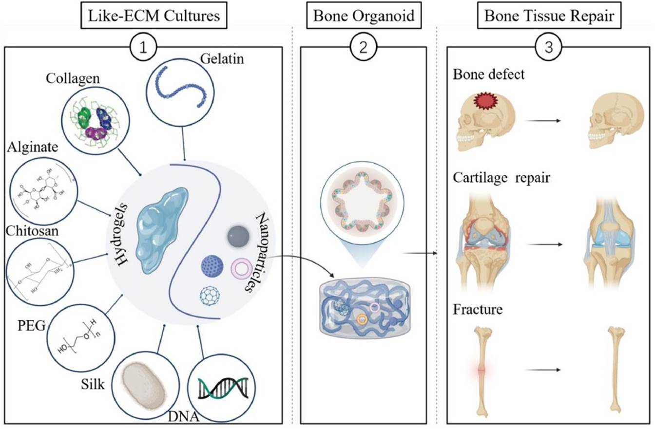 我院苏佳灿教授团队在材料学顶级期刊《Journal of Materials Science & Technology》上发表了从生物学的角度 ...