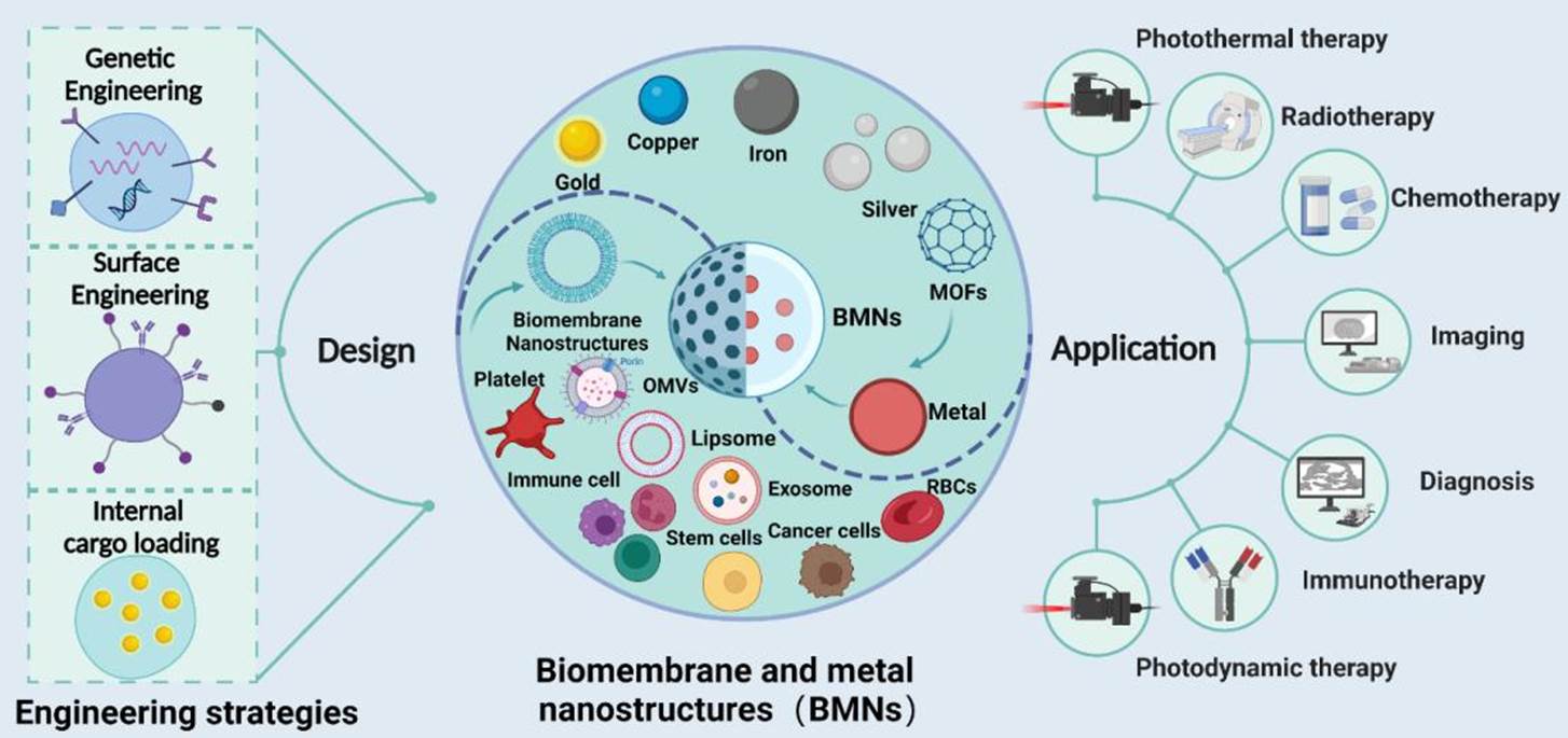 转化医学研究院硕士生张转转在《Materials & Design》【Top I区】发表综述文章-上海大学转化医学研究院