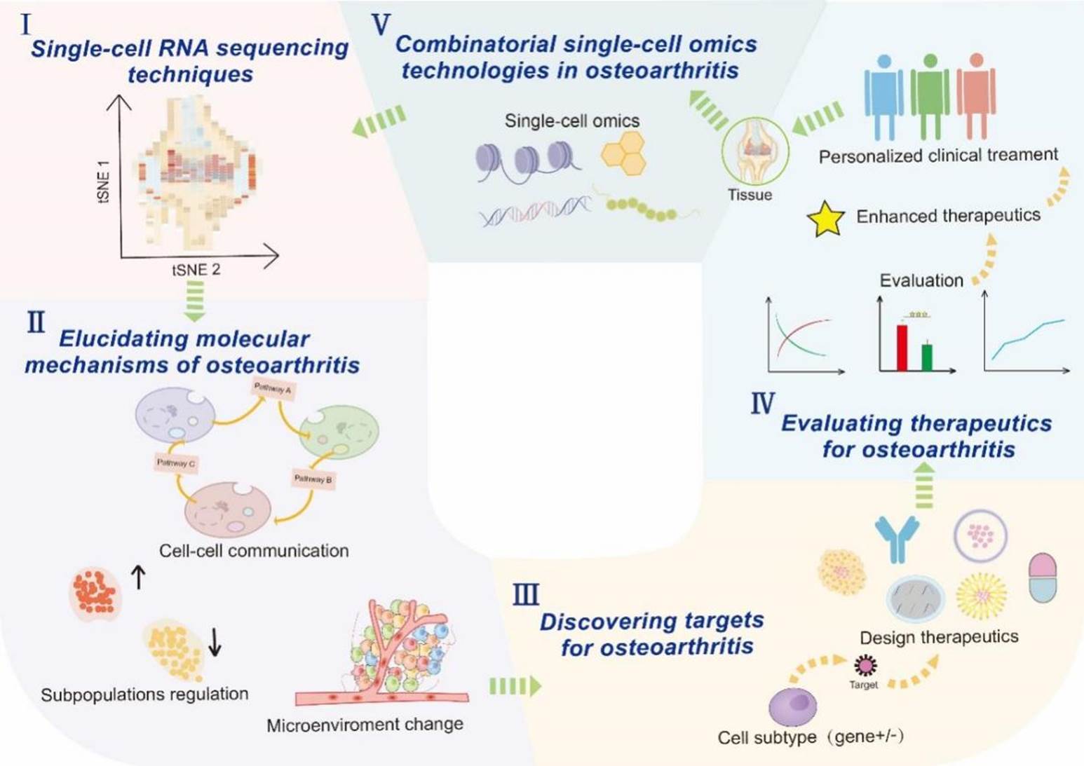 我院苏佳灿教授团队在生物学一区期刊《Cell Proliferation》上发表了关于单细胞RNA测序技术在骨关节炎运用的综述-上海大学转化医学研究院