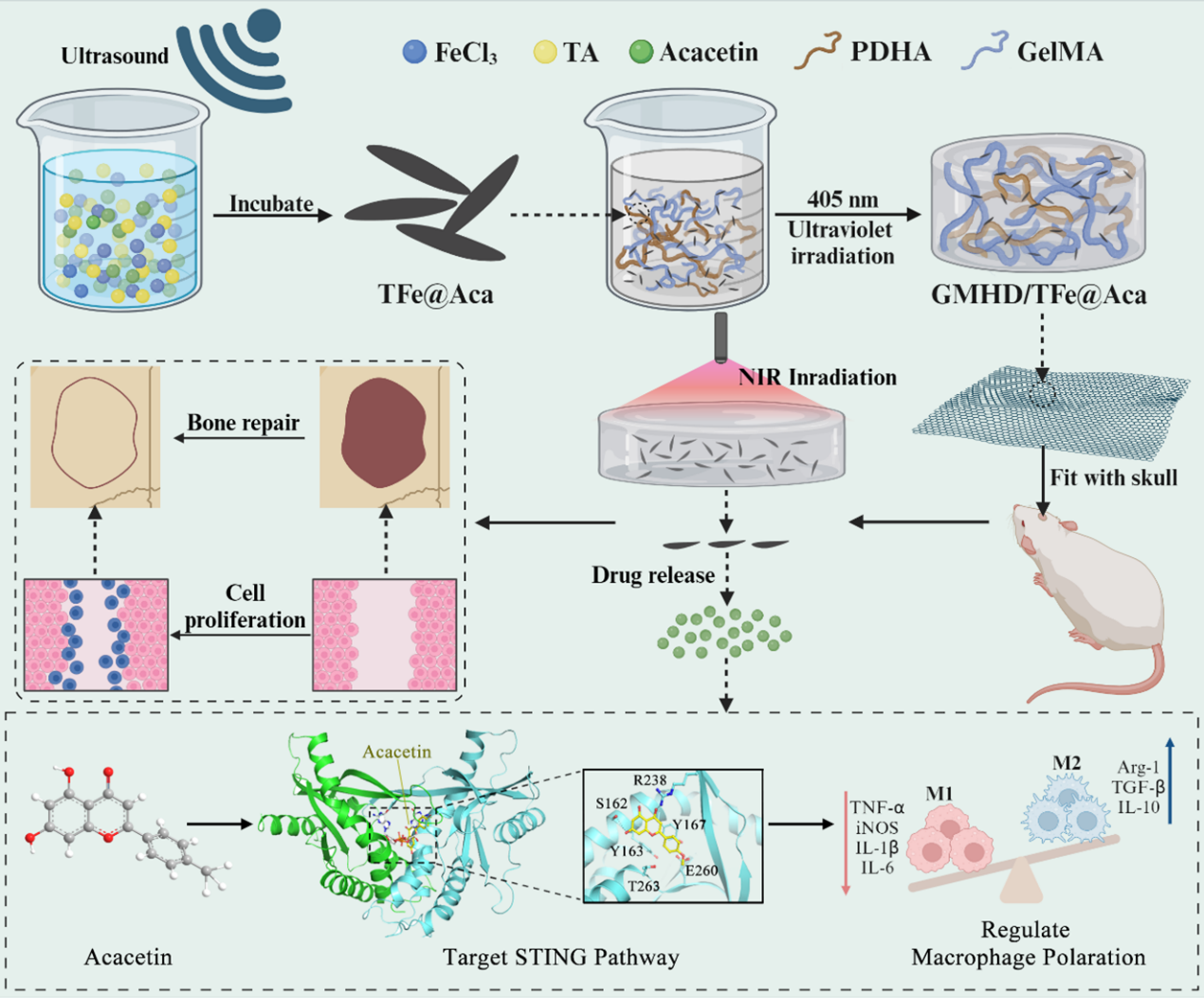 苏笠教授课题组：新型光热响应水凝胶加速骨缺损修复，为再生医学带来新突破-上海大学转化医学研究院